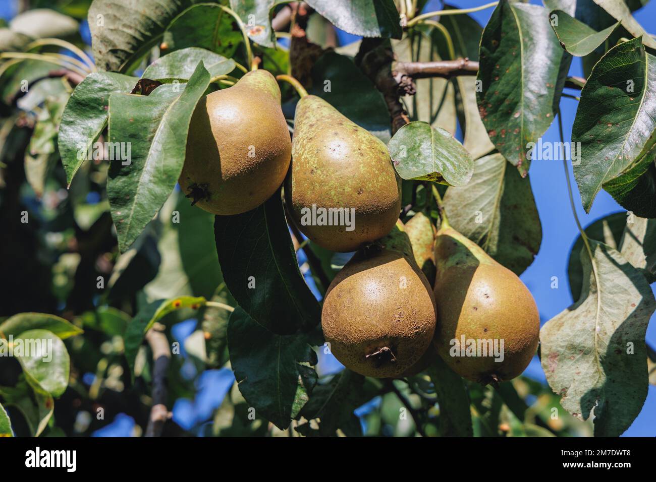 Conference pear tree hi-res stock photography and images - Alamy