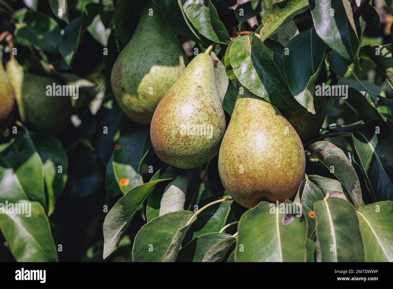Conference pear tree hi-res stock photography and images - Alamy
