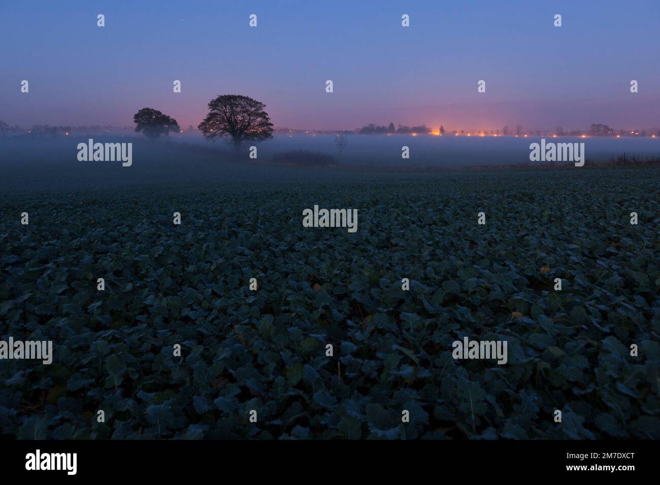 Twilight across a farm field with deep blue sky mist and trees Stock ...