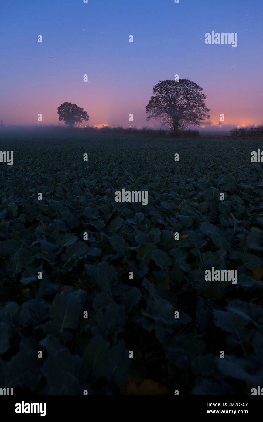 Twilight trees uk hi-res stock photography and images - Alamy
