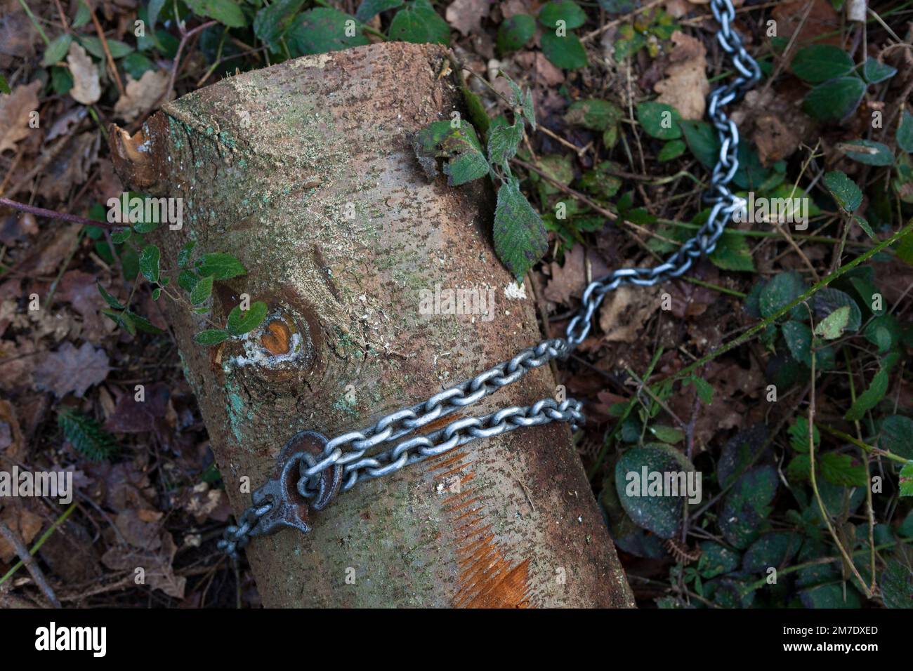 EXTRACTING timber from the woods after trees have been felled WITH A ...