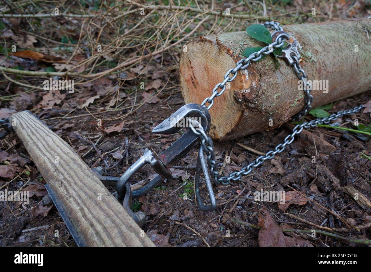 EXTRACTING timber from the woods after trees have been felled WITH A ...