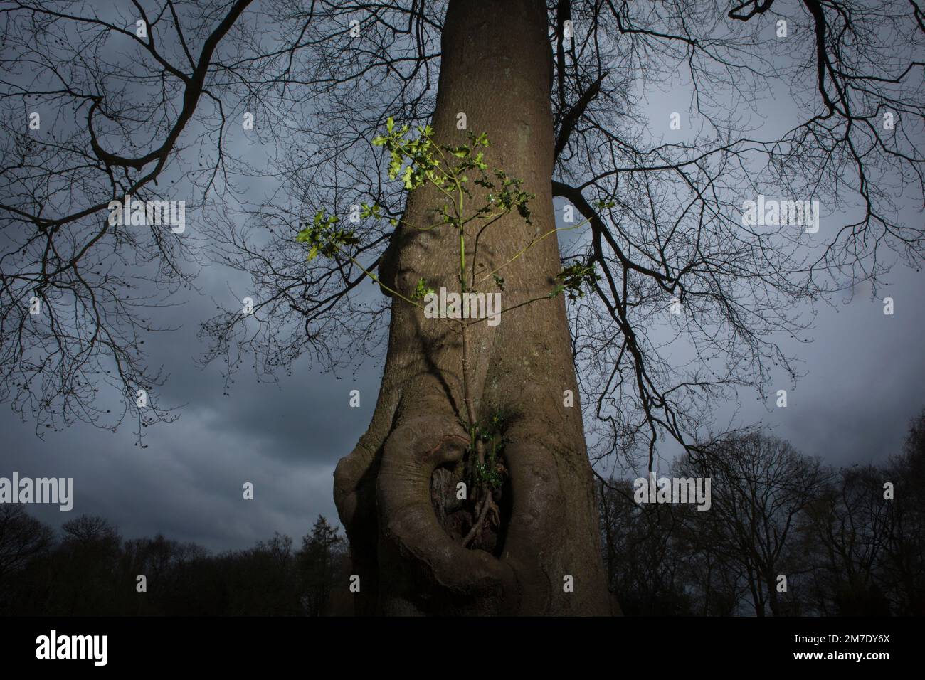 A night time walk through the National Trust area known as "The Holies ...
