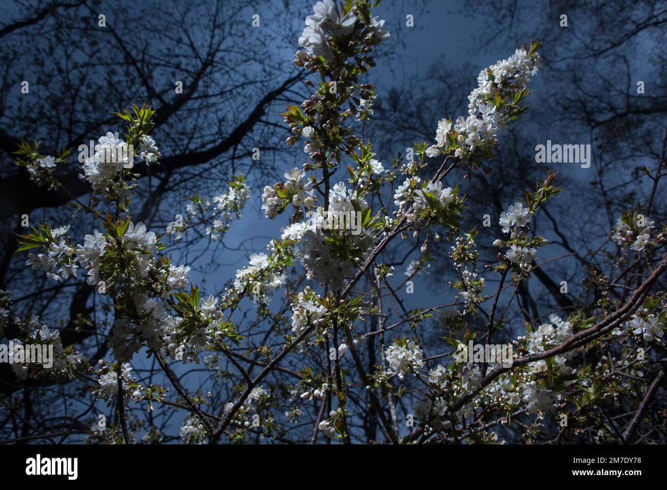 A night time walk through the National Trust area known as "The Holies ...