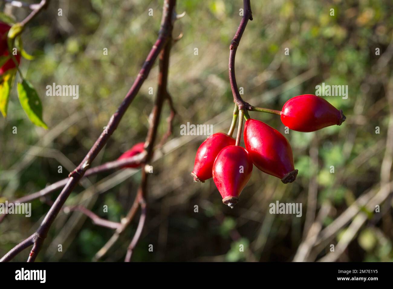 Close up and detail of deep red rose hip berries in a countryside ...