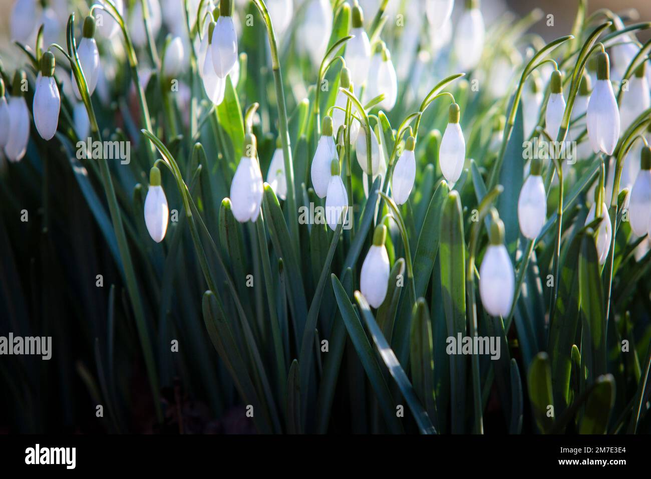 Large clumps of white snowdrops on the roadside Stock Photo - Alamy