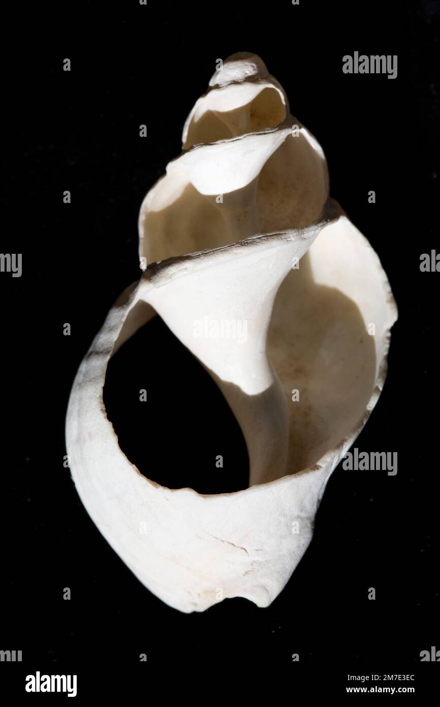 Brittle shell hi-res stock photography and images - Alamy