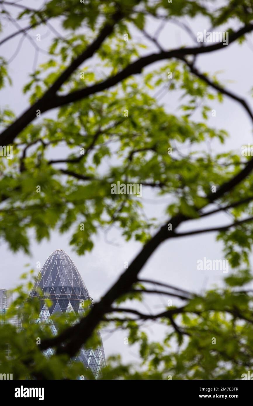 View of the City of London skyline with the gherkin through a tree ...