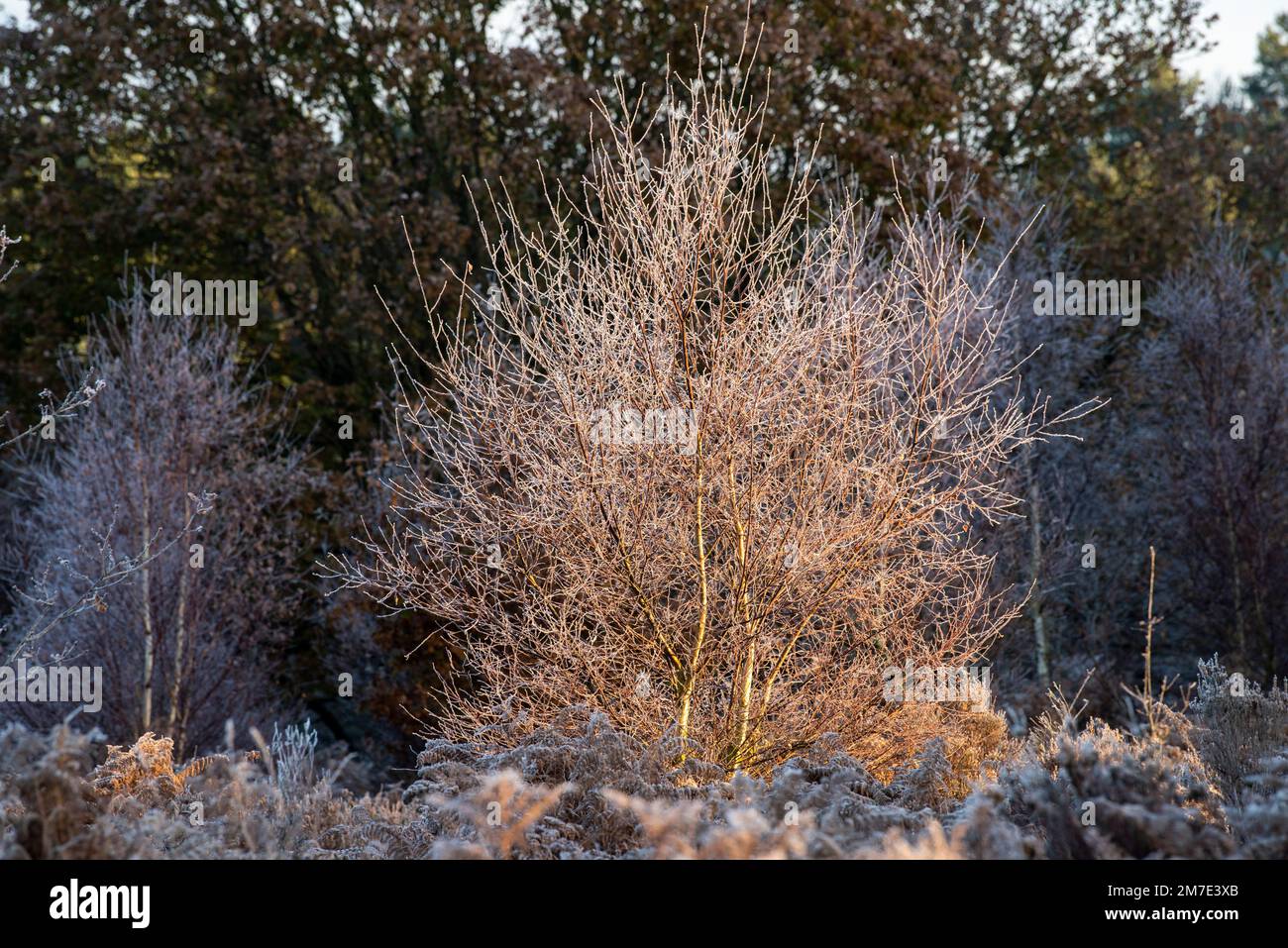 Frosty frozen morning at RSPB Budby South Forest, Sherwood Forest ...