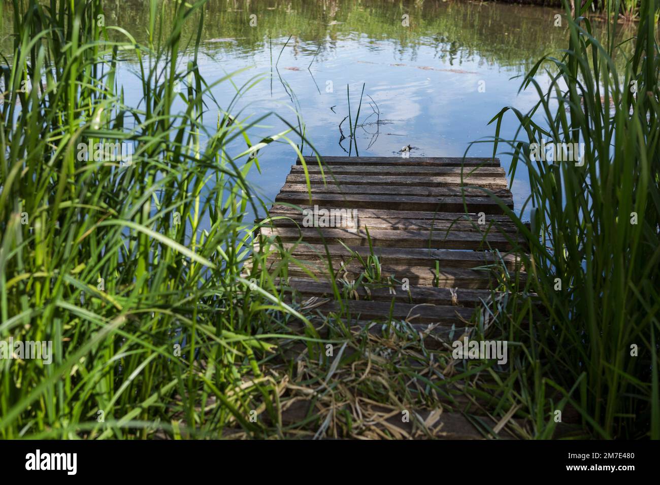 Calm river or small pond with wooden jetty and reeds Stock Photo - Alamy