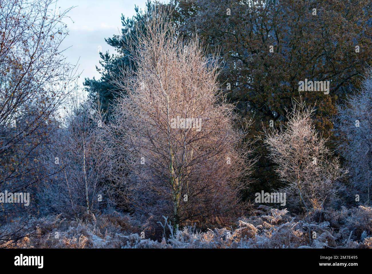 Frosty frozen morning at RSPB Budby South Forest, Sherwood Forest ...