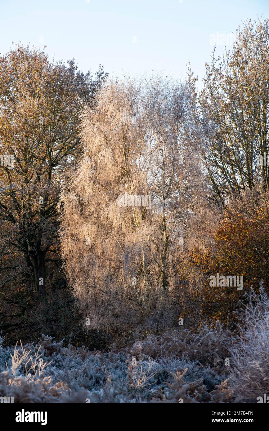 Frosty frozen morning at RSPB Budby South Forest, Sherwood Forest ...