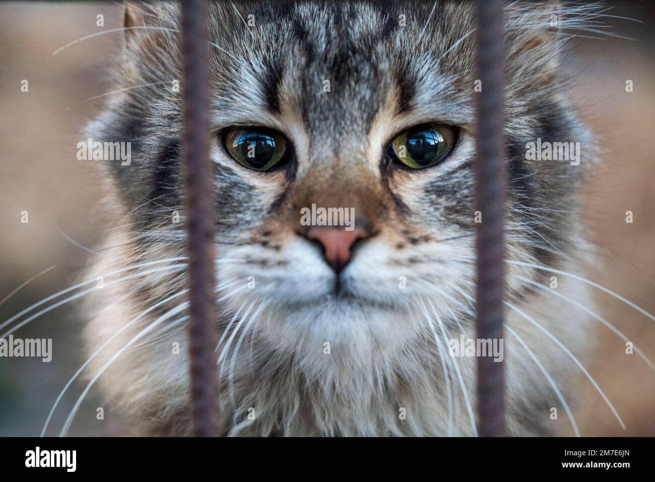 Sad stray cat looking through iron bars, selective focus Stock Photo ...