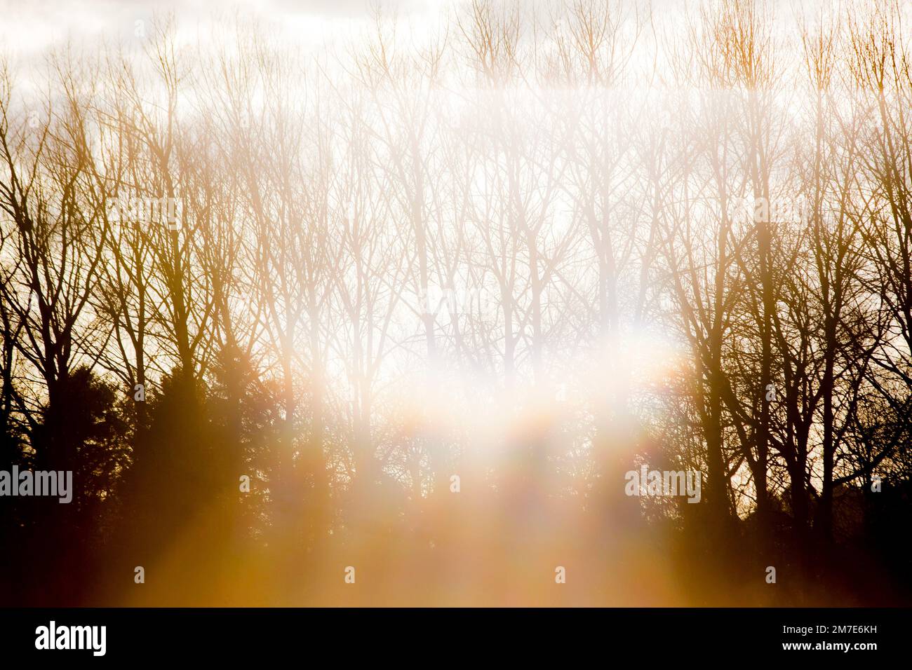 Leafless trees backlit by the winter sun and seen in silhouette with ...