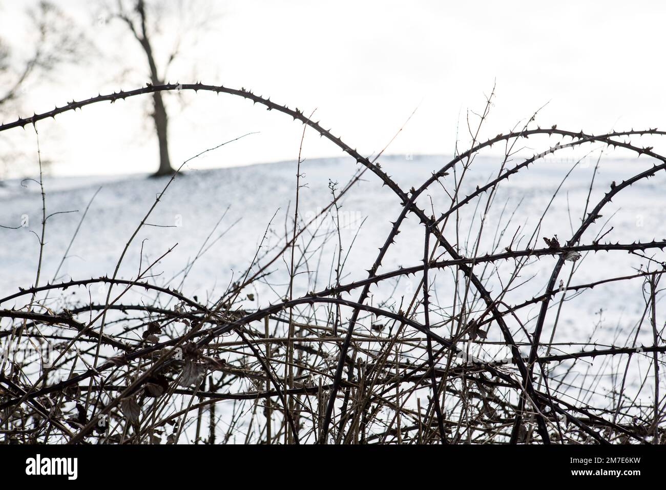 A rural hedgerow in winter covered in drifts of deep snow with bramble ...