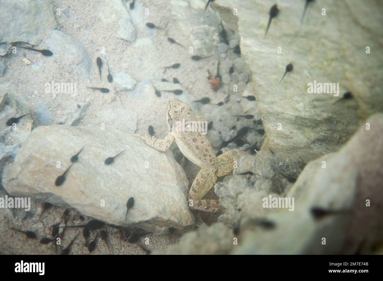 Rana appenninica (rana italica) red frog Italian Stream Frog underwater ...