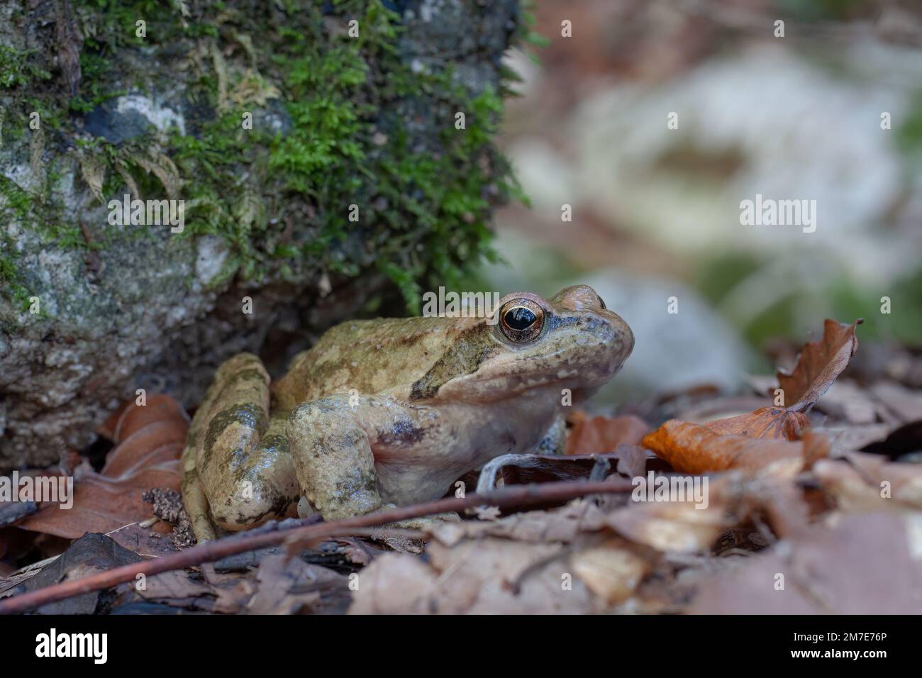 Rana appenninica (rana italica) red frog Italian Stream Frog underwater ...