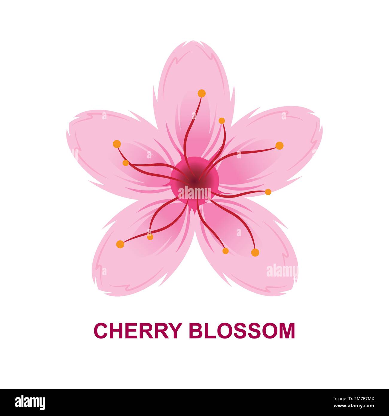 Cherry Blossom Vector Illustration Stock Vector Image & Art - Alamy Cherry Blossom Vector Illustration Stock Vector Image & Art - Alamy