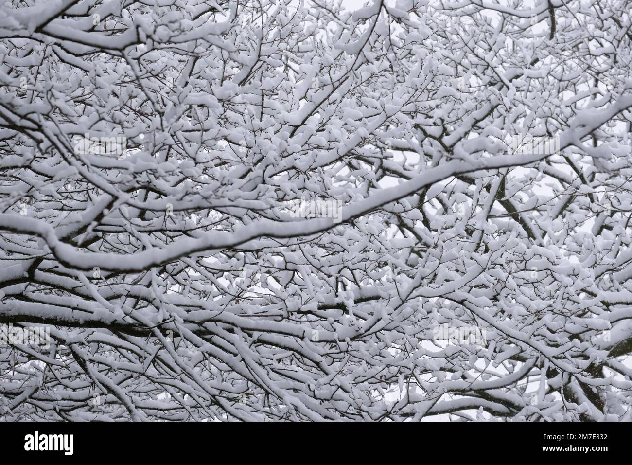 Abstract pattern of tree branches and twigs covered in snow creating a ...