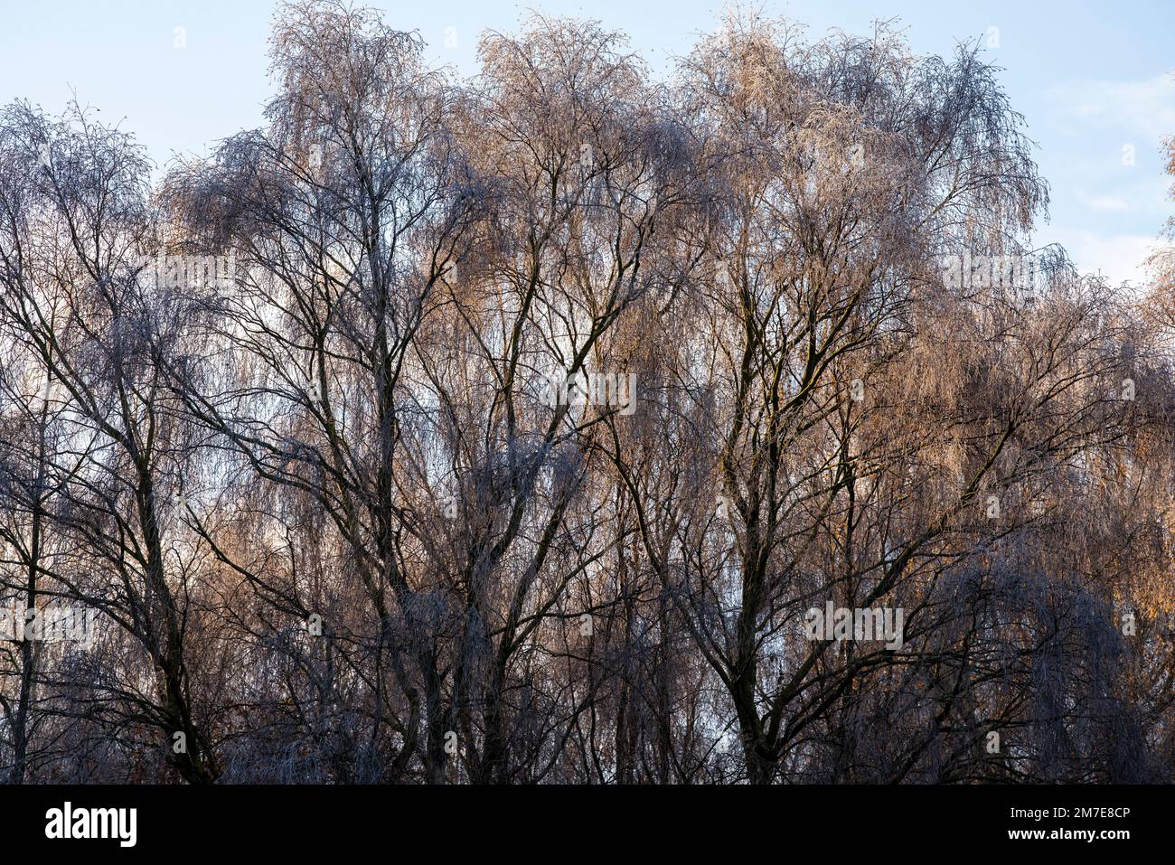 Frosty frozen morning at RSPB Budby South Forest, Sherwood Forest ...
