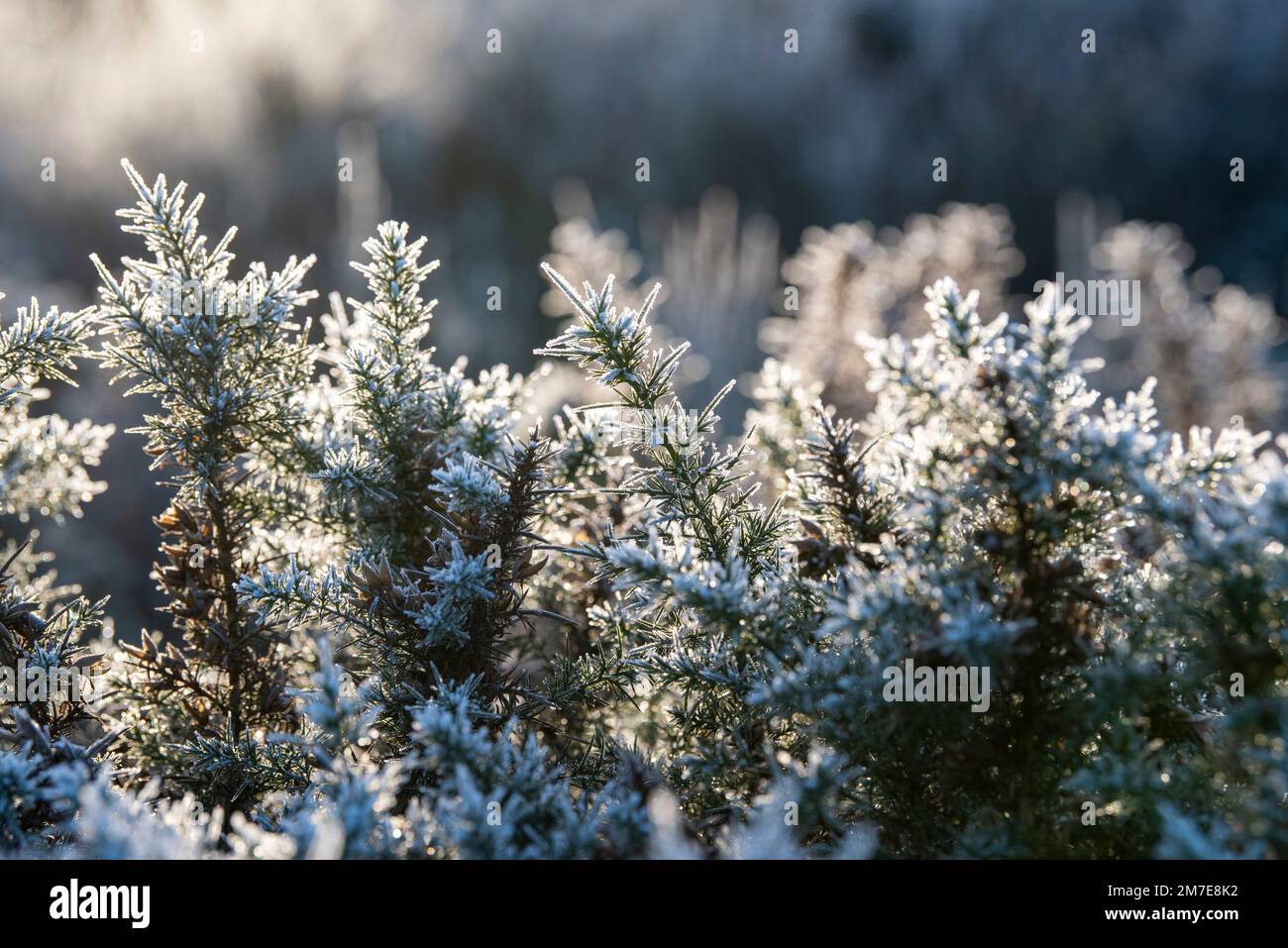 Frosty frozen morning at RSPB Budby South Forest, Sherwood Forest ...
