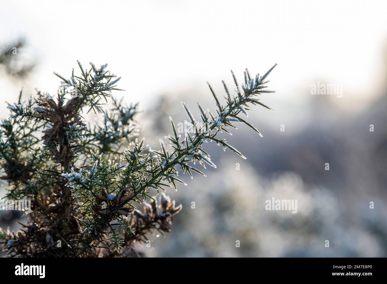 Frosty frozen morning at RSPB Budby South Forest, Sherwood Forest ...