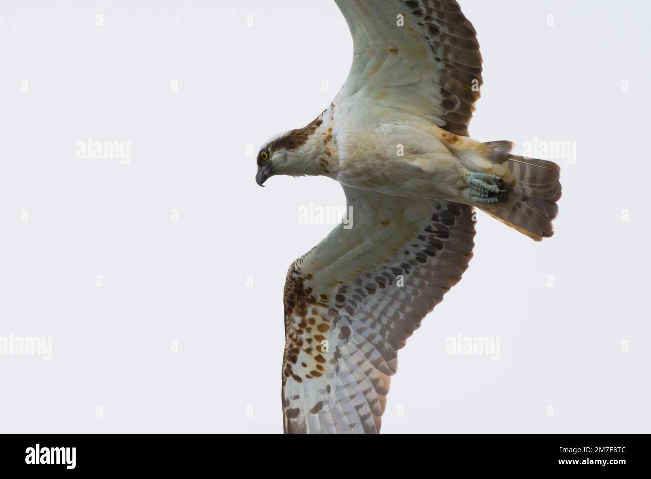 Osprey (pandion haliaetus) hunting above Golden Loch, Fife, Scotland ...
