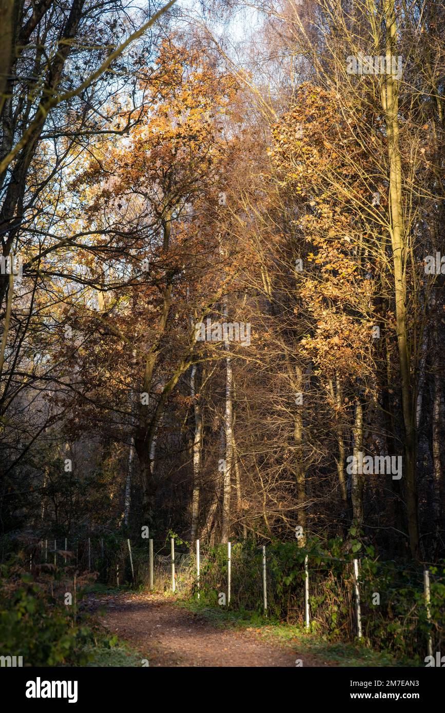 Cold winter morning at RSPB Budby South Forest, Sherwood Forest ...