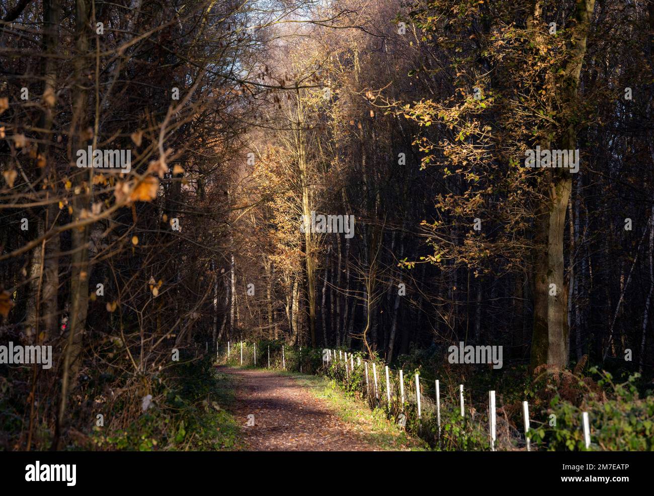 Cold winter morning at RSPB Budby South Forest, Sherwood Forest ...