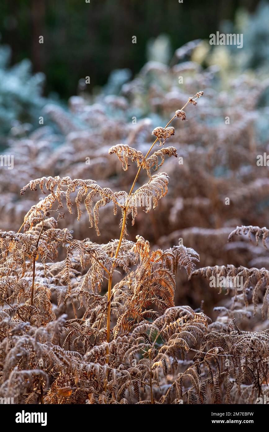 Frosty frozen morning at RSPB Budby South Forest, Sherwood Forest ...