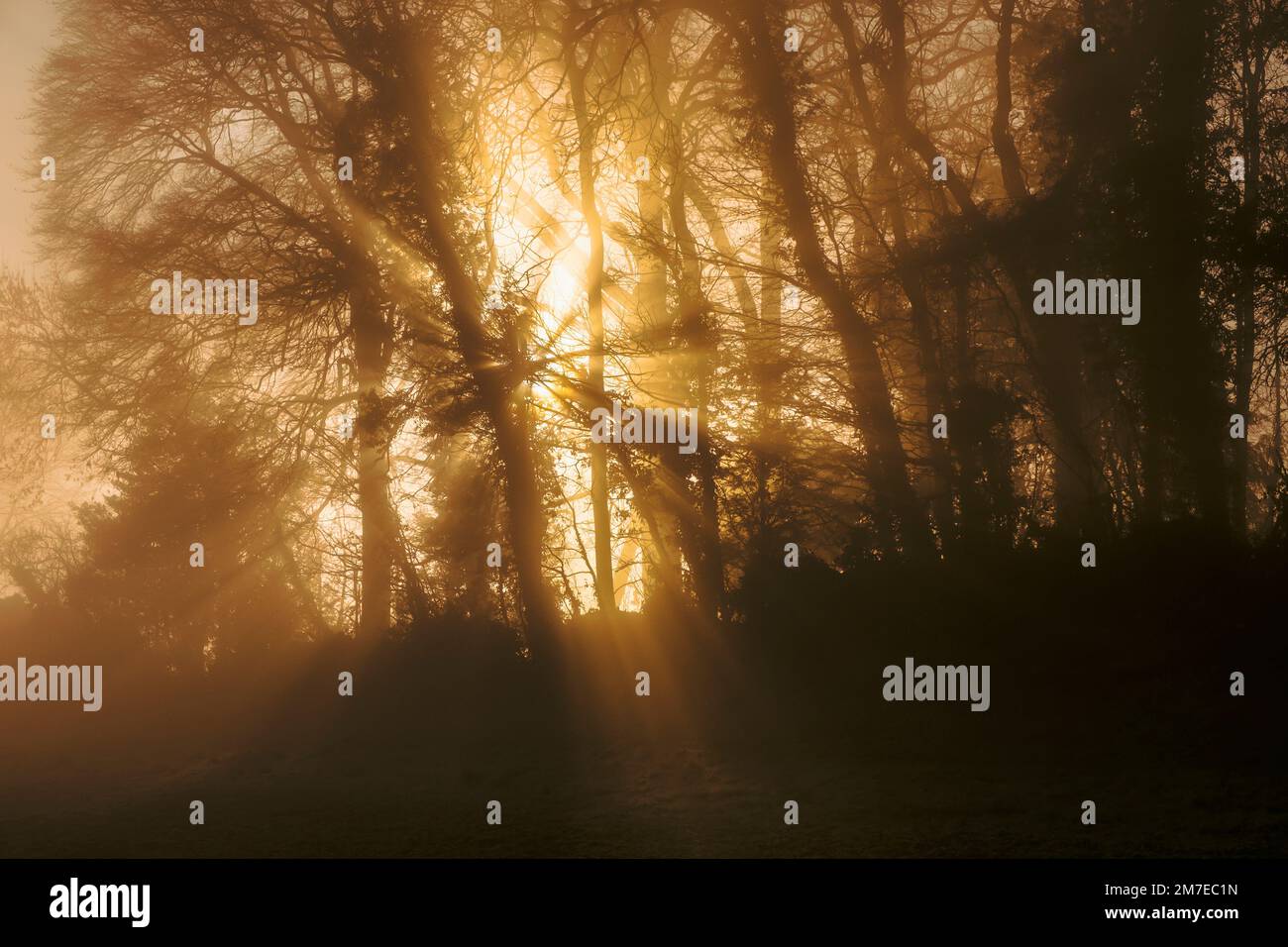 Rays of sunlight shine through leafless trees in a misty forest ...