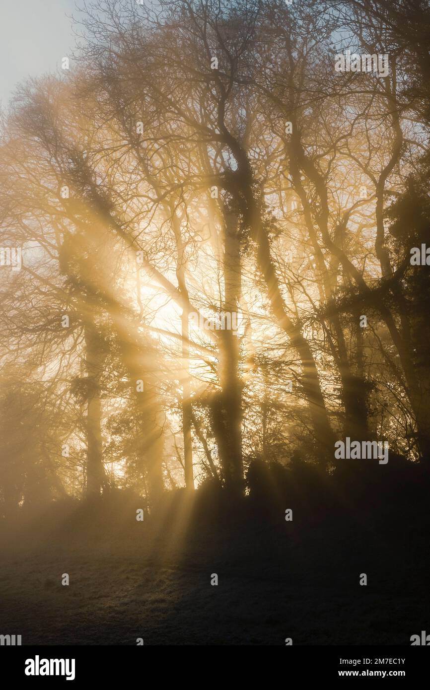 Rays of sunlight shine through leafless trees in a misty forest ...