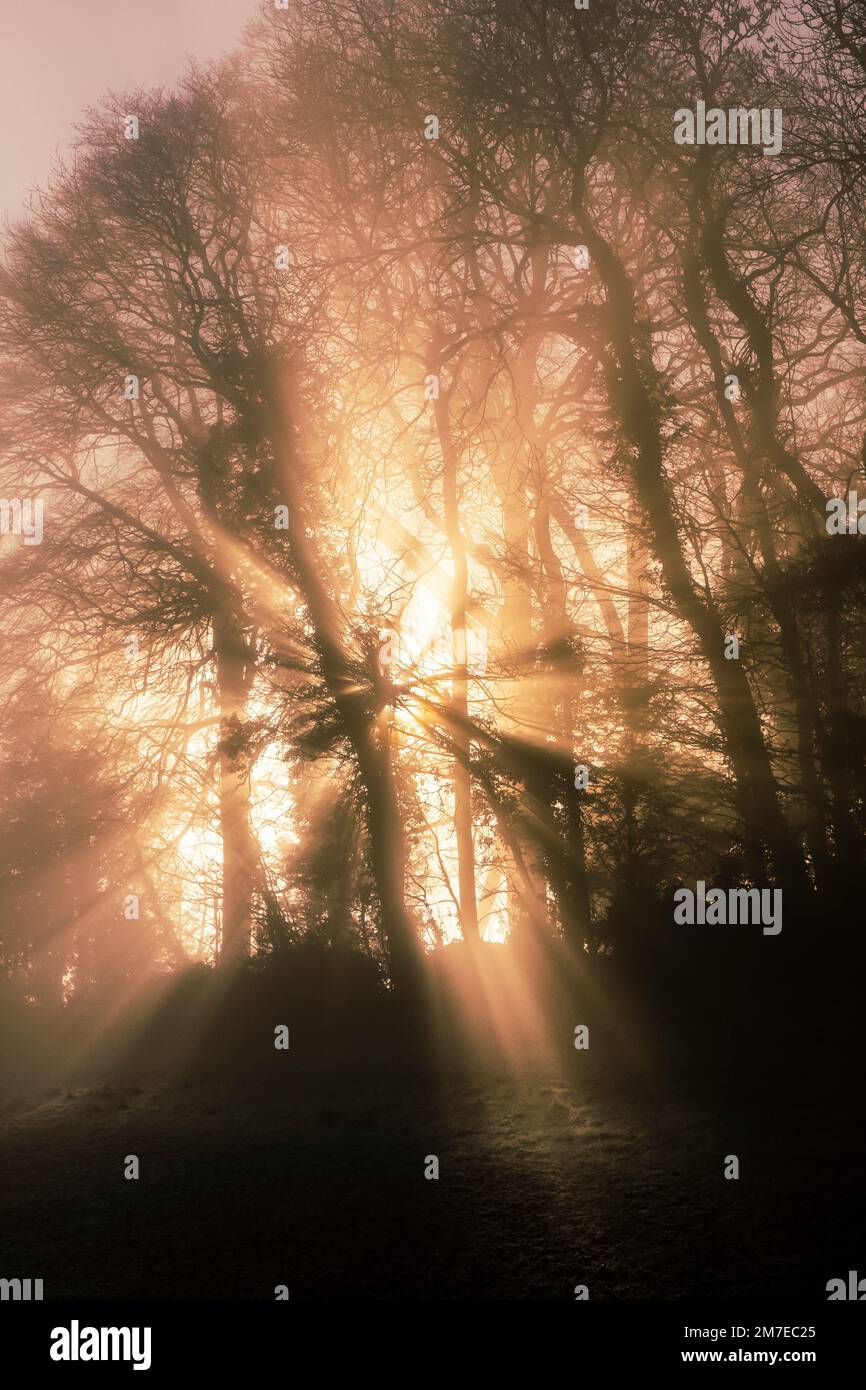 Sunlight shine through the trees hi-res stock photography and images ...