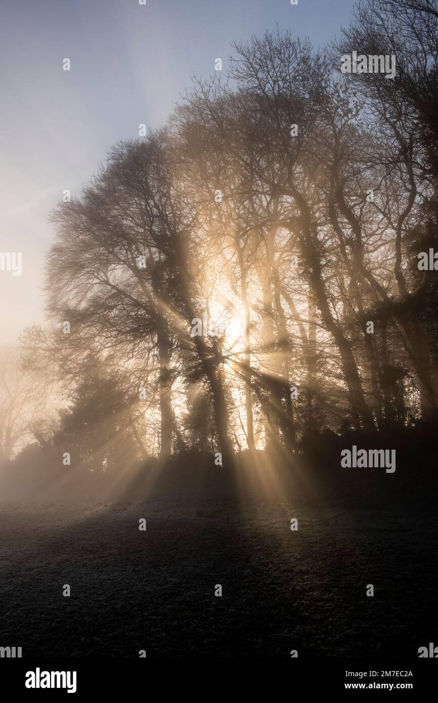 Rays of sunlight shine through leafless trees in a misty forest ...