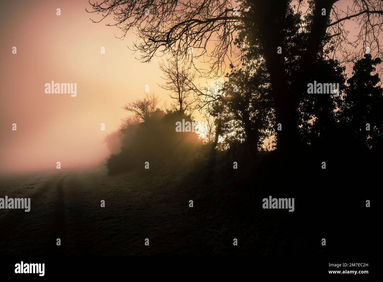 Circular pattern in nature hi-res stock photography and images - Alamy