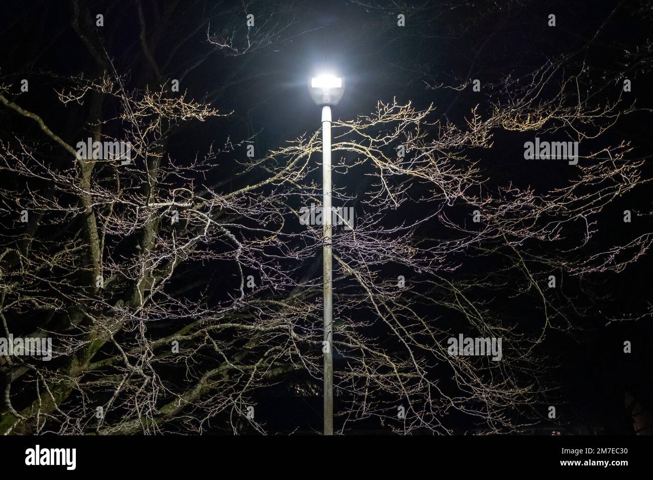 Trees and lit by a street light at night highlighting the leafless dead ...