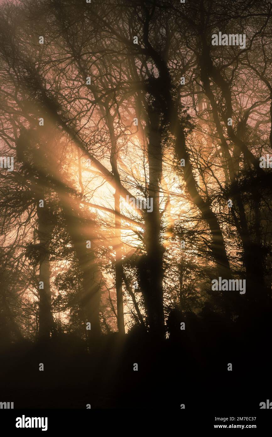 Rays of sunlight shine through leafless trees in a misty forest throing ...
