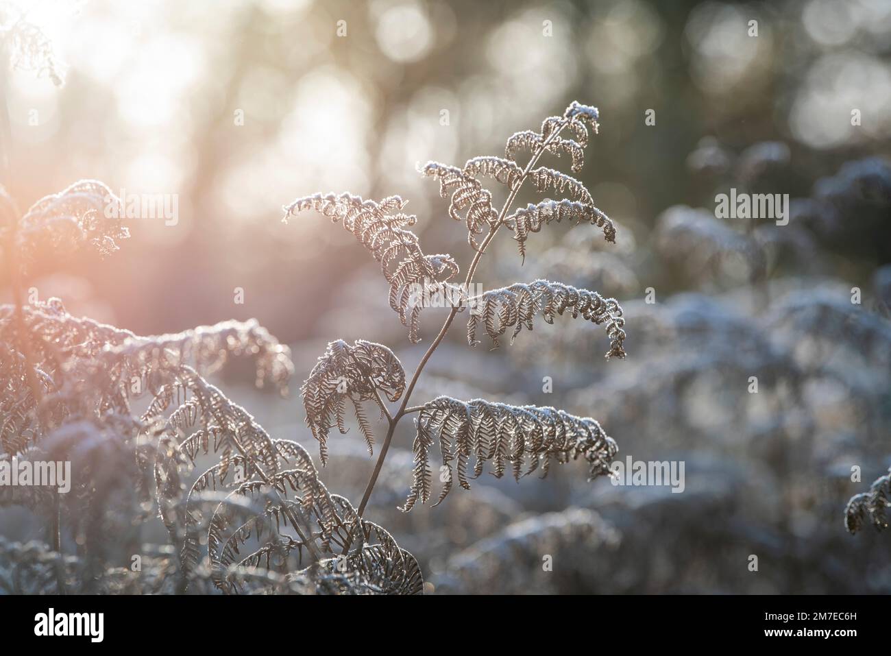 Frosty frozen morning at RSPB Budby South Forest, Sherwood Forest ...