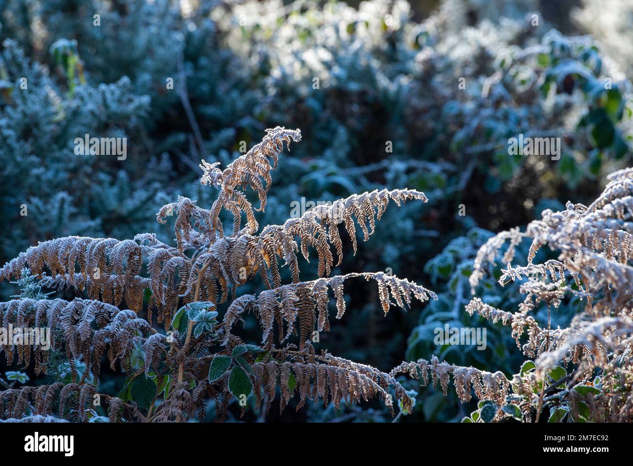 Frosty frozen morning at RSPB Budby South Forest, Sherwood Forest ...