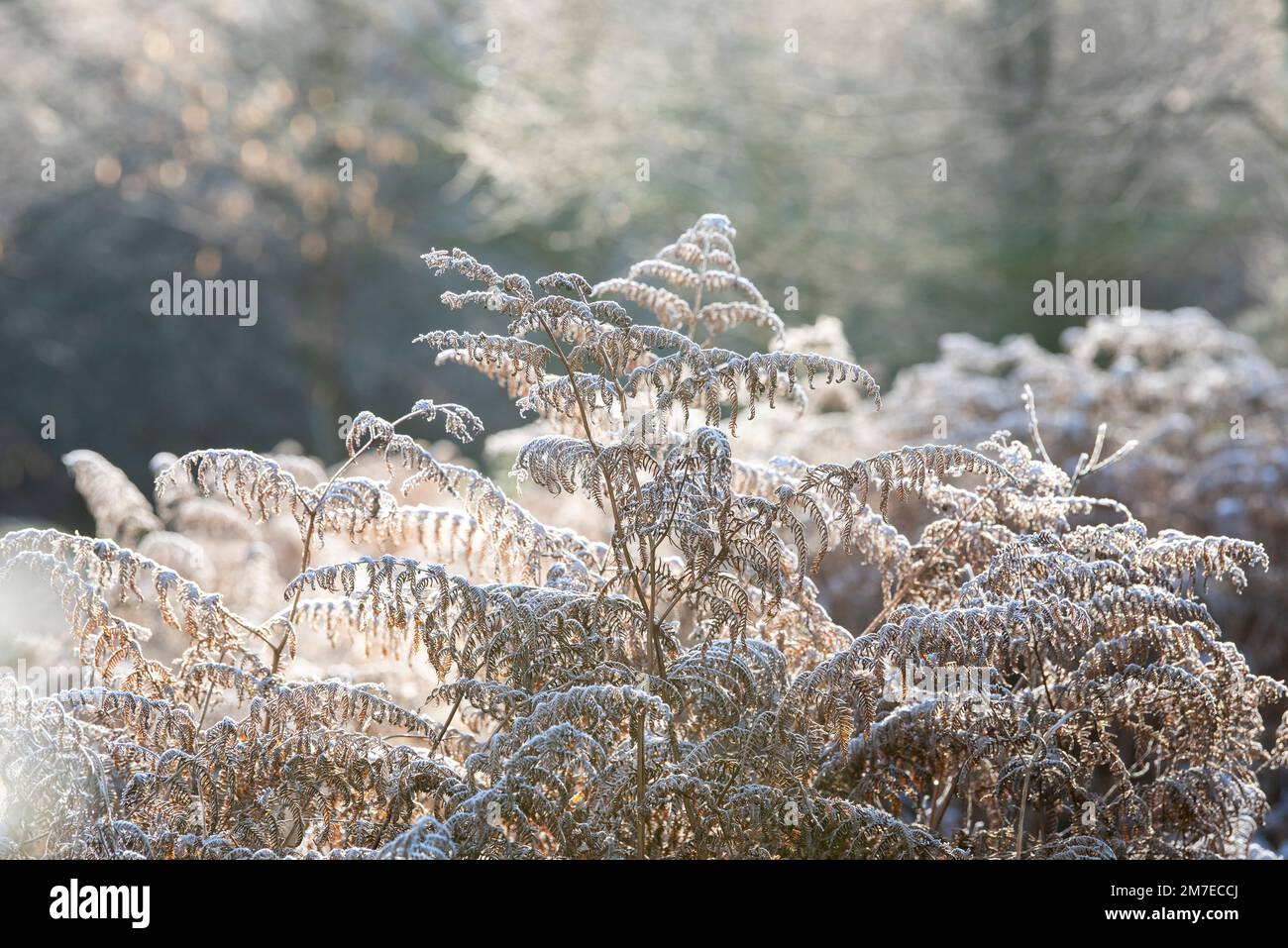 Frosty frozen morning at RSPB Budby South Forest, Sherwood Forest ...