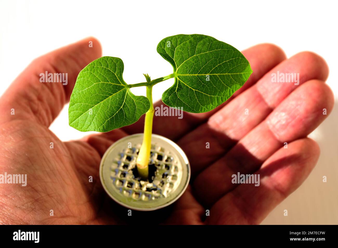 Small green bean plant seedling macro in used aluminum coffee capsule ...