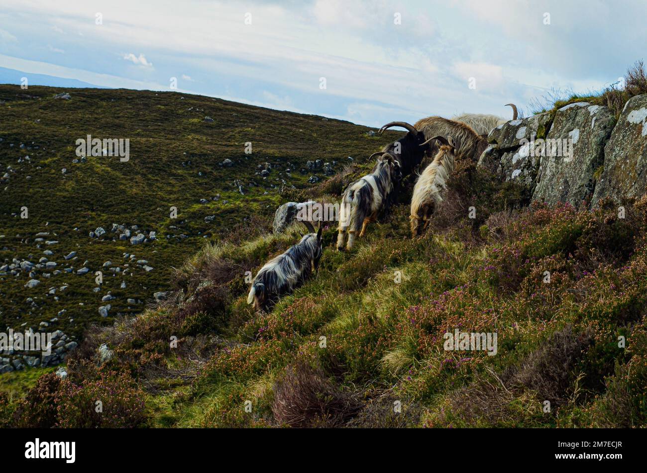 Wild goats on the Slieve Gullion mountain in Northern Ireland Stock ...