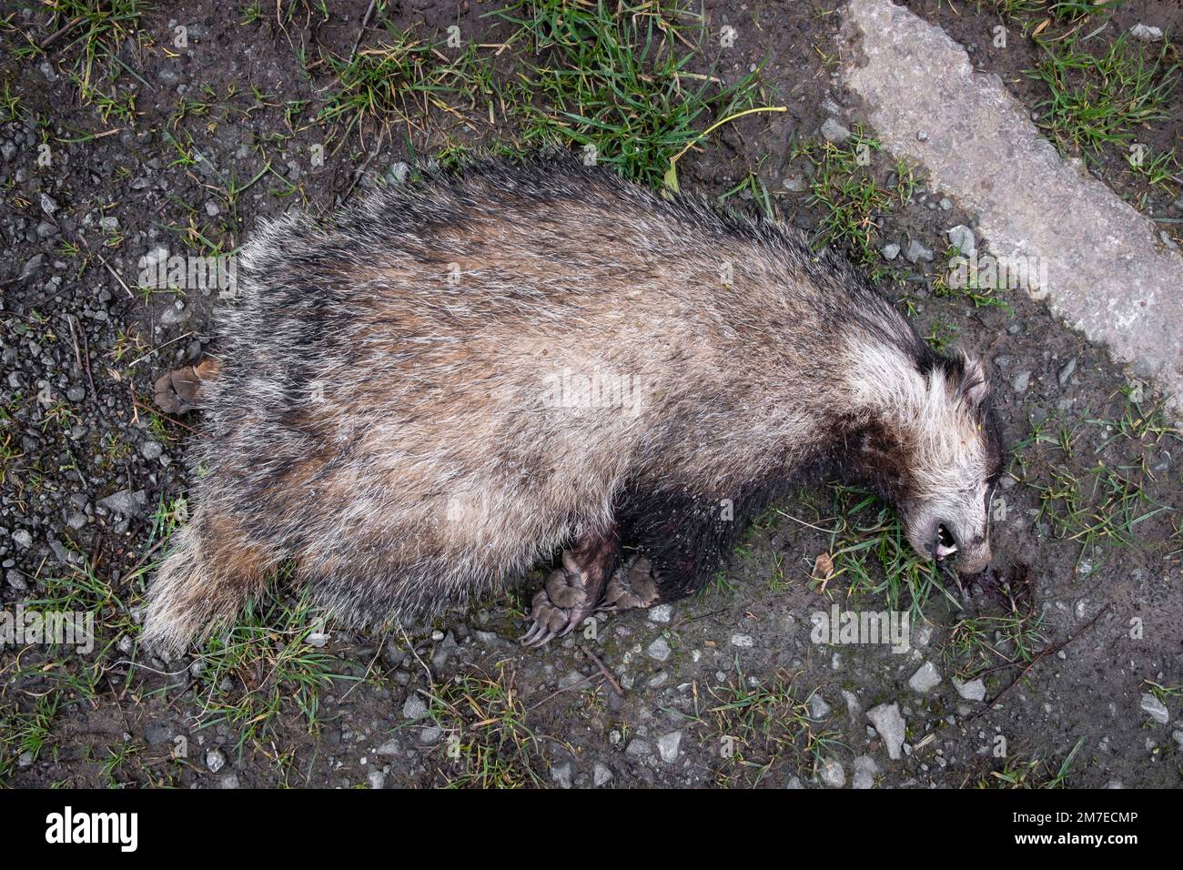 Adult badger hi-res stock photography and images - Alamy