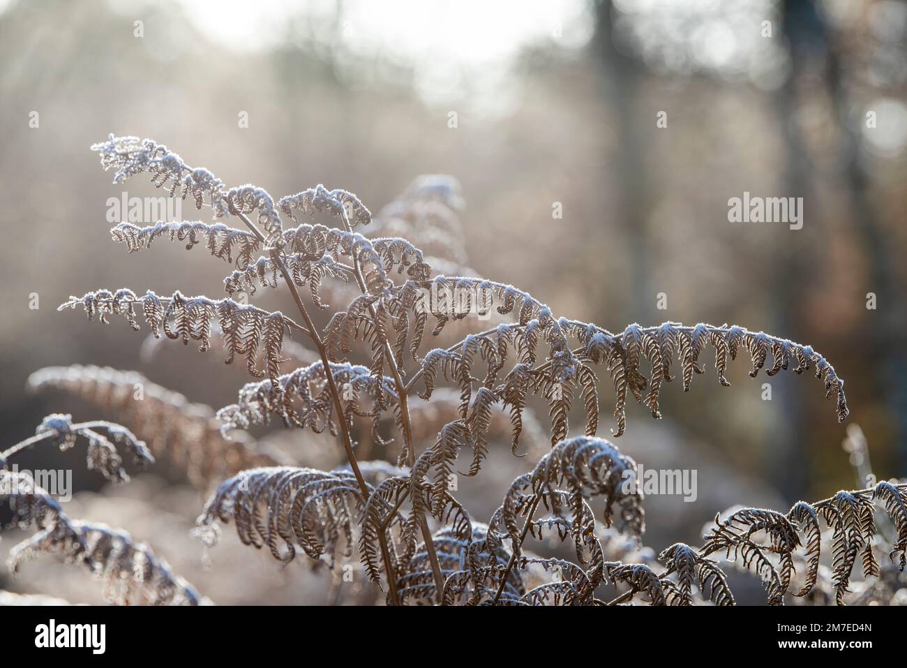 Frosty frozen morning at RSPB Budby South Forest, Sherwood Forest ...