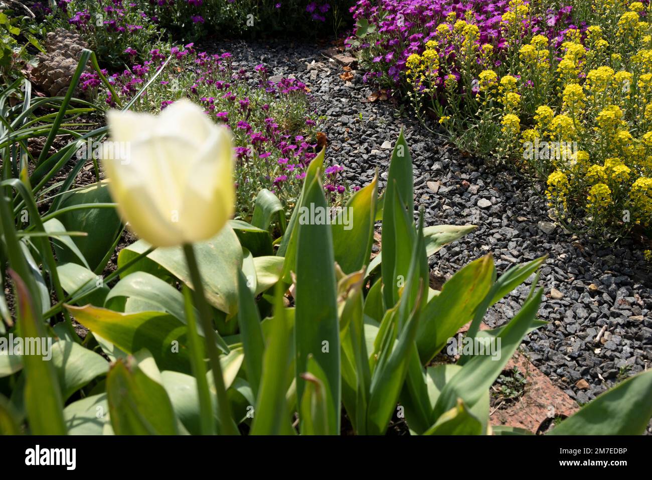 Flowers lining a garden path inclduing tulips Stock Photo - Alamy