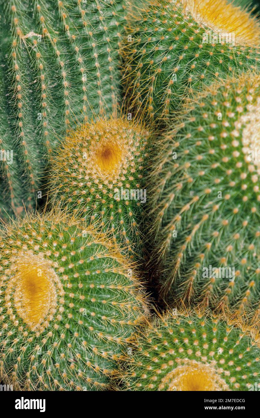 A large pot plant a cactus with many stems in a Uk garden Stock Photo ...