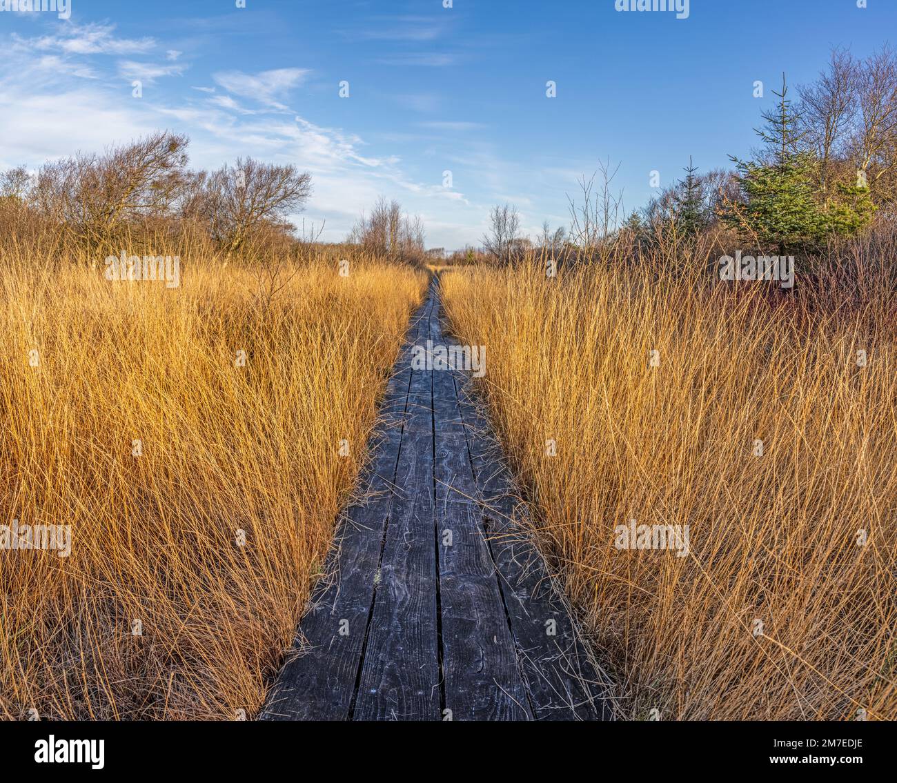 Image of straight wooden walkway for hikers through marsh with high ...