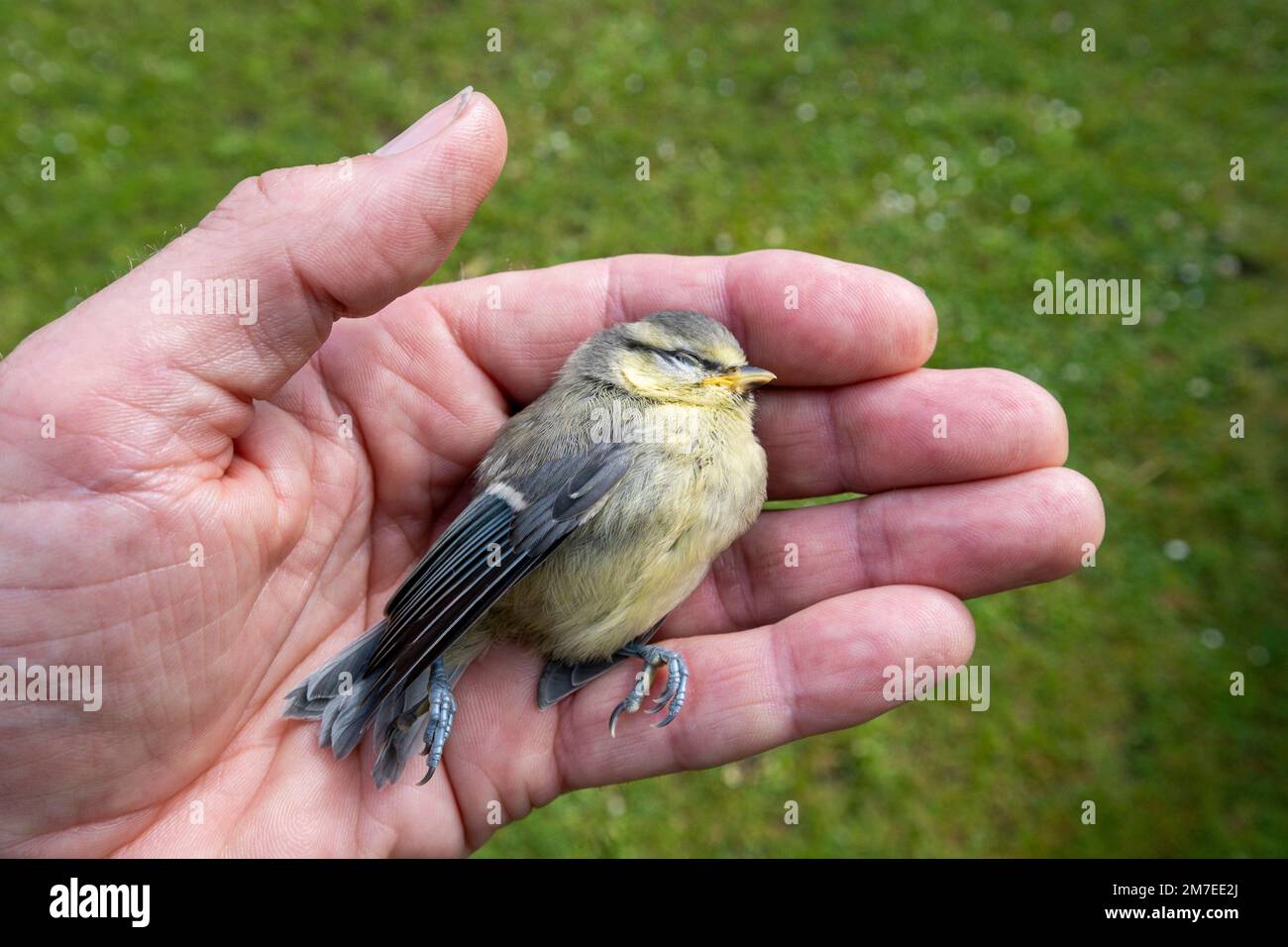 A small wild bird dead and laying in a male hand Stock Photo - Alamy
