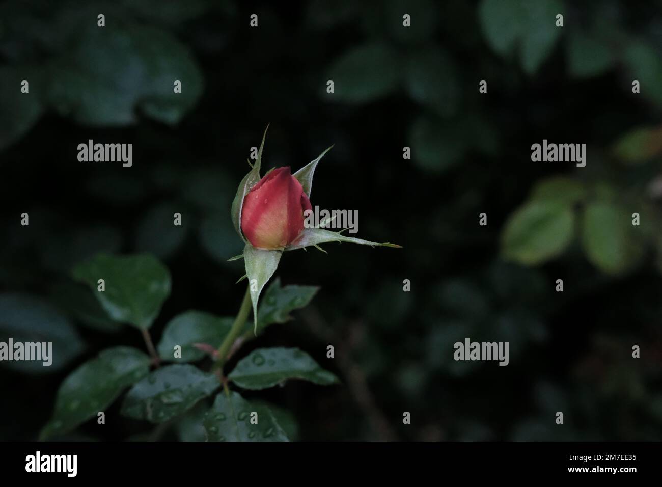 Closed red rose bud hi-res stock photography and images - Alamy
