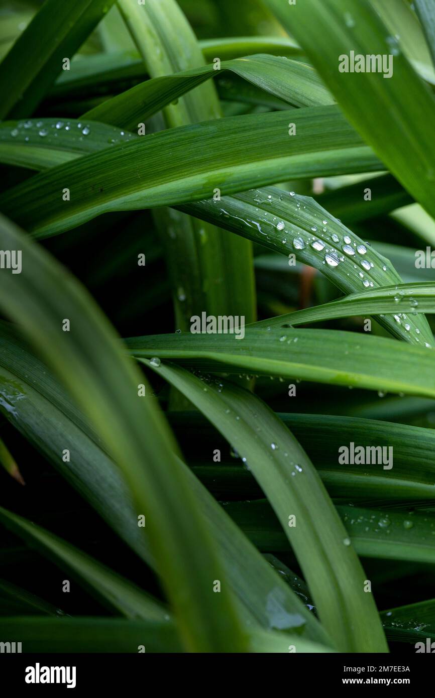 Thin stems, stalks and heads of an leafy plant covered in rain drops ...